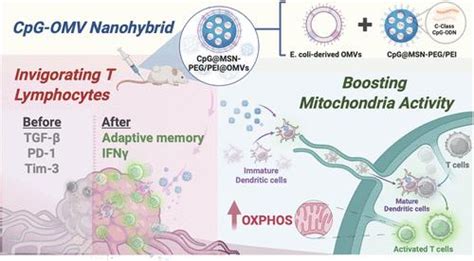 细菌外膜囊泡覆盖的免疫刺激纳米平台可恢复 T 细胞功能并重编程肿瘤免疫 Acs Nano X Mol
