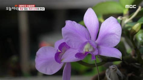 1952회 1 15 맛집 돼지고기 주문하면 해산물이 넝쿨째 2 식테크의 원조 2대가 가꾸는 난초 정원 3 효심