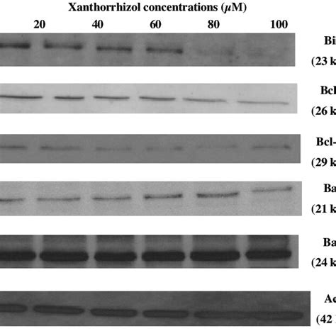 SEM Micrographs Of Surface Ultrastructural Characteristic Of HepG2