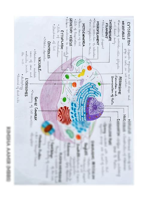 Solution Human Cell Structure Assignment Studypool