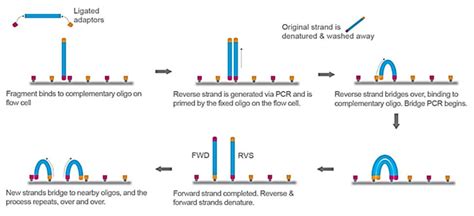 Bridge Pcr Used In Short Read Sequencing Download Scientific Diagram