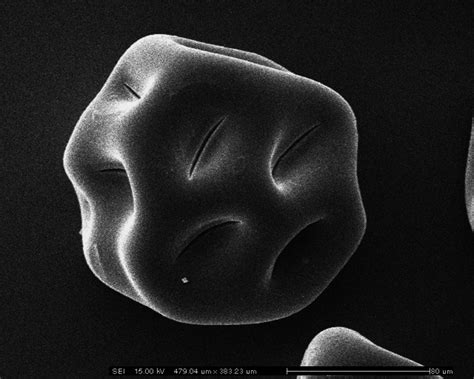 Preparation And Evaluation Of Differently Sulfonated Styrene Divinylbenzene Cross Linked