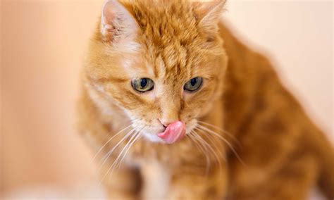 What Causes Black Spots On Cat S Lips