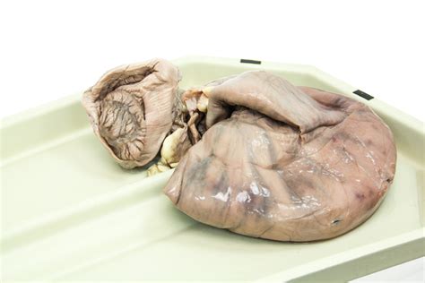Wards® Pure Preserved Pregnant Cow Uterus Preserved Animal Materials