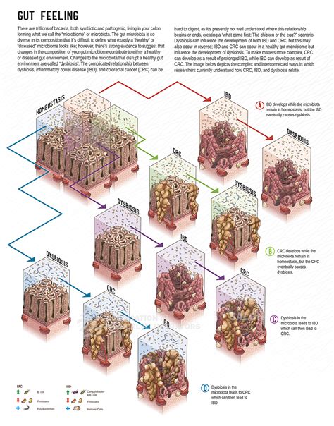 M1 And M2 Segments Of The Middle Cerebral Artery Ami 2017 Annual