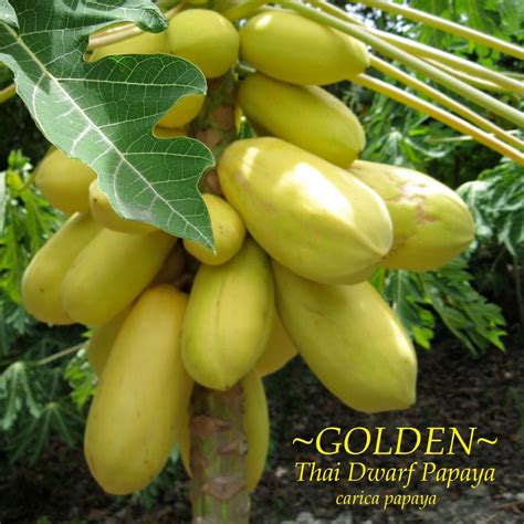 Polynesian Produce Stand GOLDEN THAI Dwarf PAPAYA Short Tree YUMMY