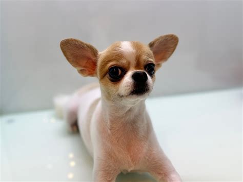 장모치와와 치치 포메라니안종류 말티즈종류 말티푸종류 푸들종류 먼치킨종류 랙돌종류 브리티쉬숏헤어종류 스코티쉬폴드종류 러시안블루종류 소형견성격 중형견성격 대형견성격 비숑프리제