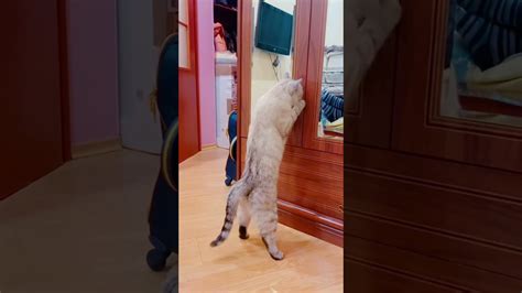 Кот музыкант Youtube