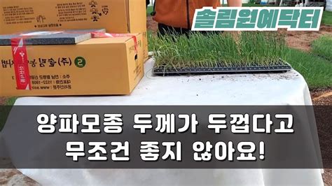 솔림텃밭몰 양파모종 특징 Youtube