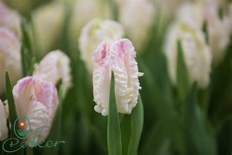 Cabanna - Parrot Tulip - P. Aker Flower bulbs and Seeds