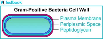 Comprehensive Guide On Bacillus Bacteria Testbook