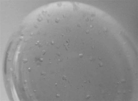 Micrograph At 20 · Of Hopper Crystals Formed At The Surface Of A