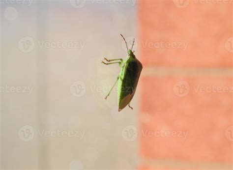 Page Bug Stock Photos Images And Backgrounds For Free Download