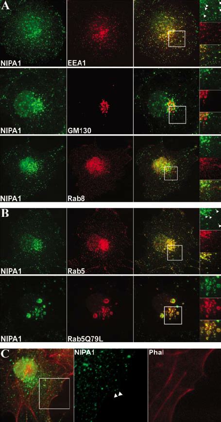 Subcellular Localization Of Endogenous Nipa1 Immunofluorescence