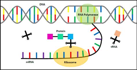 1 A Schematic Representation Of Gene Transcription And Translation Download Scientific Diagram