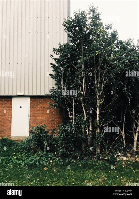 Trees Growing Next To Industrial Building Stock Photo Alamy