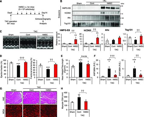 Intravenous Injection Of Hmscs Improves Cardiac Function In Mice With