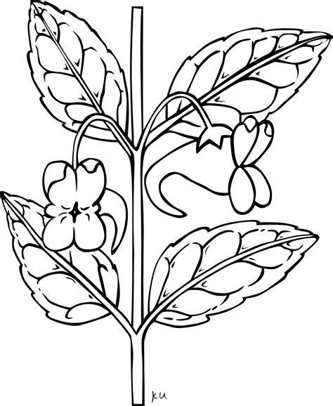 Sampaguita Drawing At Getdrawings Free Download