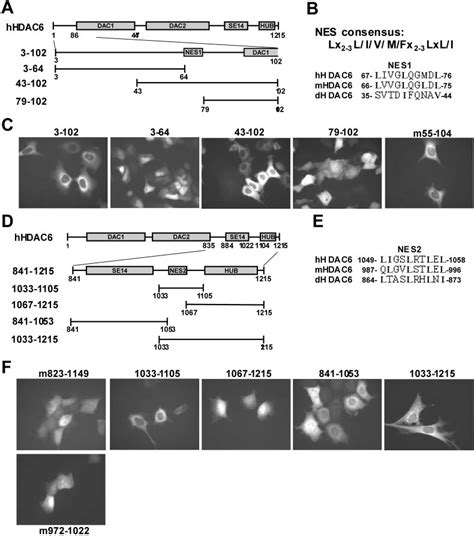 Mapping Of Cytoplasmic Retention And Nuclear Export Sequences A Download Scientific Diagram