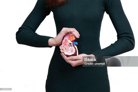 여자는 모형 인간 신장을 들고 있습니다 도움 및 관리 개념 간호사에 대한 스톡 사진 및 기타 이미지 간호사 이식수술 장기 기증 Istock