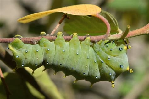Ceanothus Silk Moth Identification Life Cycle Facts And Pictures