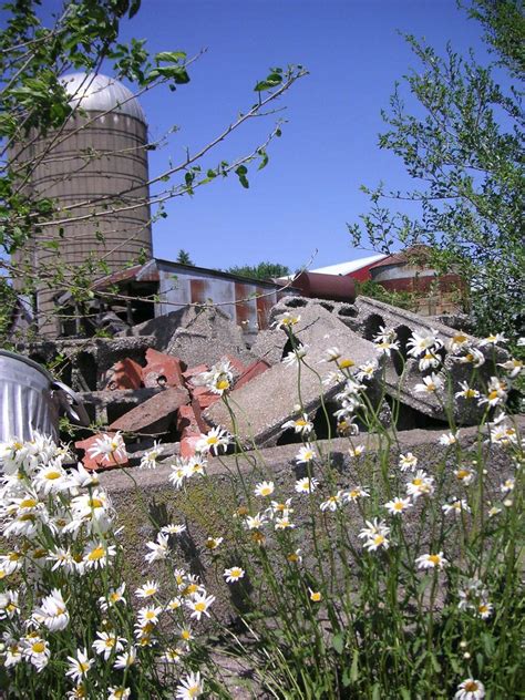 Daisy Destruction Aly Flickr