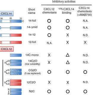 Proposed Mechanism Of CXCL14 Mediated Inhibition Of The CXCL12 CXCR4