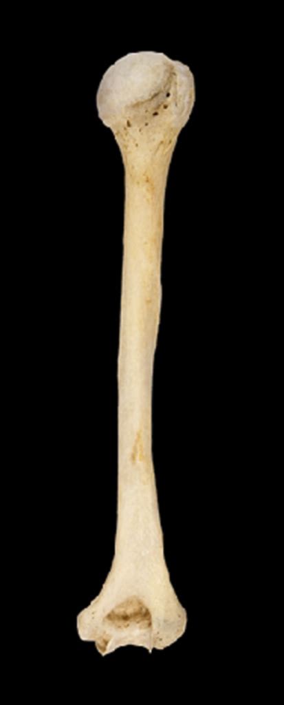 Humerus Posterior View Lab Diagram Quizlet