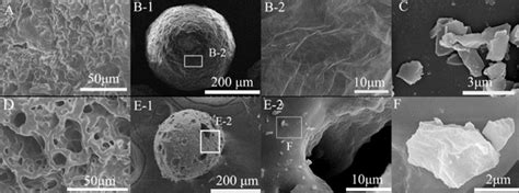 A Interior Structure Of Pvpp Microspheres B Surface Morphology Of