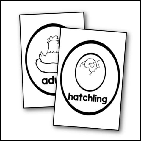 Life Cycle Chicken Booklet Printables Club