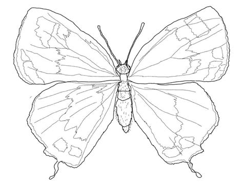 Easy Zentangle Butterfly Coloring Pages Coloring Cool