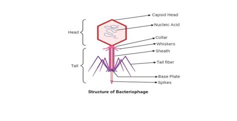 Structure Of A Typical Bacteriophage Download Scientific Diagram