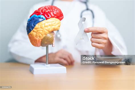 회색 리본과 인간 뇌 해부학 모델을 가진 의사 뇌암 인식 5월의 달 세계 뇌종양의 날 뇌졸중 치매 알츠하이머 파킨슨 및 세계 정신 건강 개념 10월에 대한 스톡 사진 및