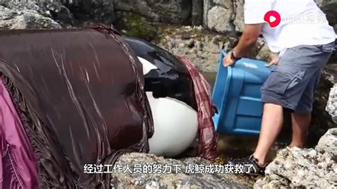 虎鲸被卡在石缝中，被成功解救后，下一秒的动作让人感动！ Youtube