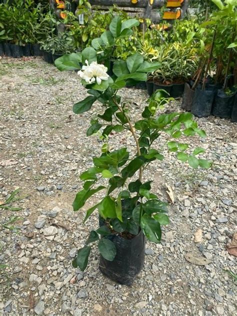 รายชื่อร้านขายต้นกล้าดอกแก้ว จังหวัดสมุทรปราการ