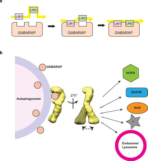 Proposed Model Of Hegp5 Mediated Tethering In The Terminal Stage Of