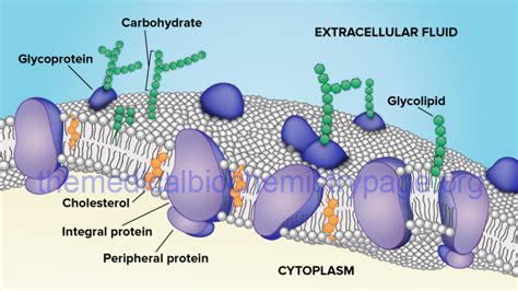 Cholesterol In Cell Membrane Diagram