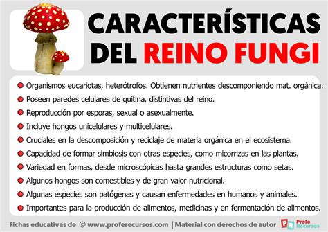 Características Del Reino Fungi