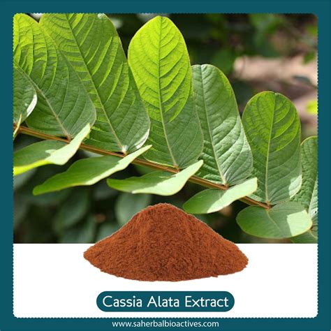 Manufacturer Of Cassia Alata Extract Cassia Leaves Extract