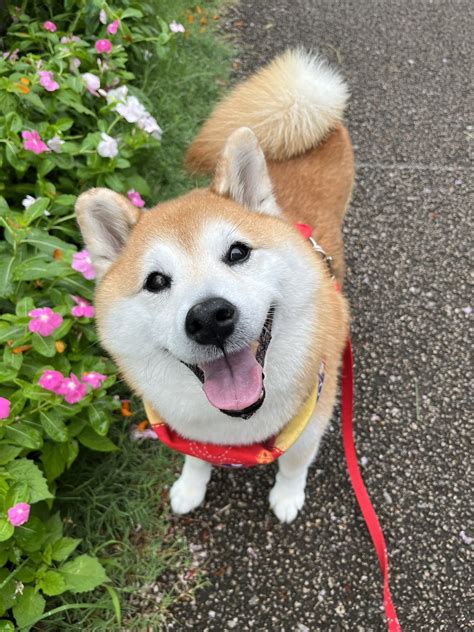 祥and柴犬のまるちゃん On Twitter 笑う門には福来るˊᗜˋﾆﾊﾟｯ 柴犬のいる幸せ 柴犬