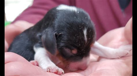 2 Day Old Female Beagle Puppies From Abbies Litter Of Ten Youtube