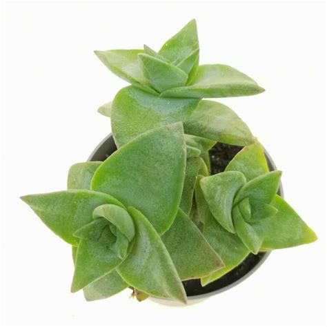 Crassula Perforata Penhoek Pass 65 Cm Crassulaceae Giromagi