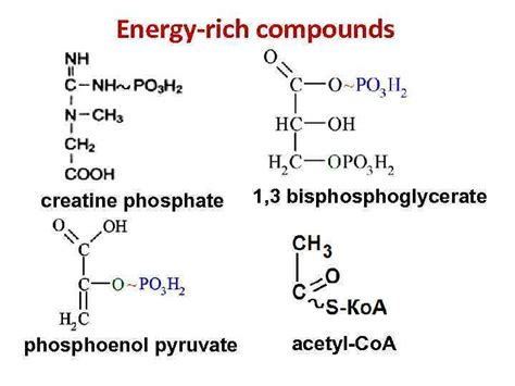 Biological Oxidation Metabolism Atp Energy Rich