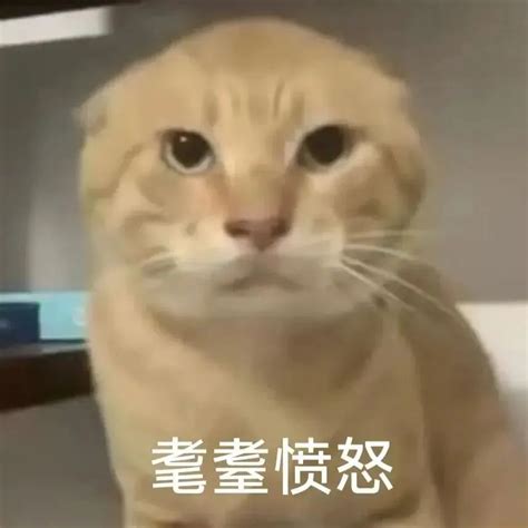 耄耋表情包表情包图片 求表情网 斗图从此不求人