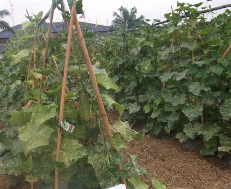 Potentials Of Biocontrol Agents In Disease Management Kaspharyn Solutions