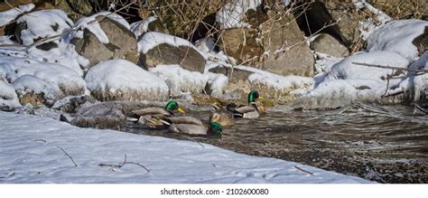 4 447 Frigid Temperatures Images Stock Photos Vectors Shutterstock