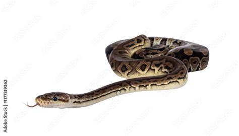two morphs of ball python aka python regius tangled up and living as
