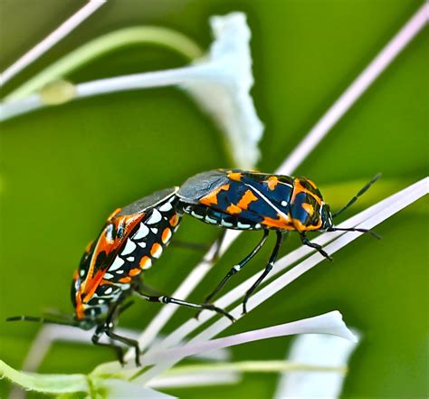 Summer Love Shutterbug