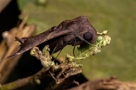 Premium Photo Adult Swiftwinged Sphinx Moth