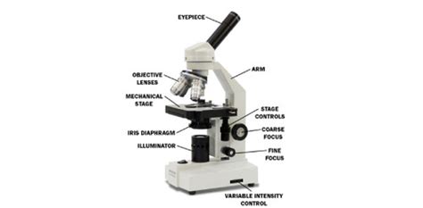 Using A Light Microscope Practical Flashcards Quizlet